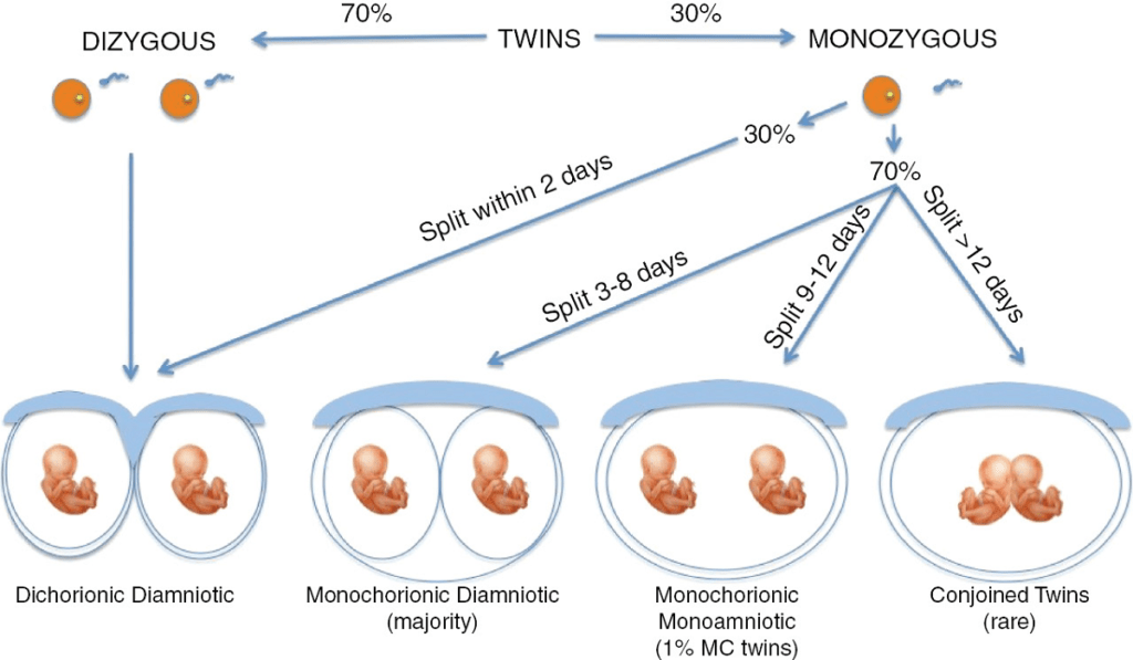 Embarazo múltiple: ¿Qué es?, ¿por qué se produce?